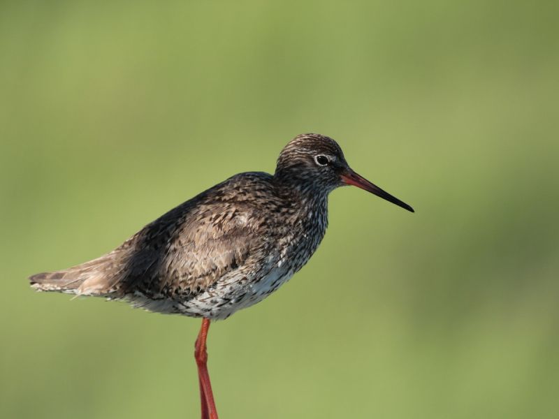 Trischen in Bildern 2021 - Vogelinsel Trischen - Perle im Nationalpark
