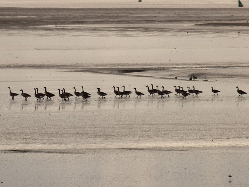 Trischen in Bildern 2021 - Vogelinsel Trischen - Perle im Nationalpark