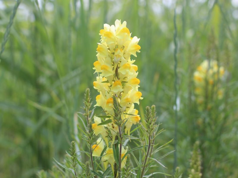 Trischen in Bildern 2021 - Vogelinsel Trischen - Perle im Nationalpark