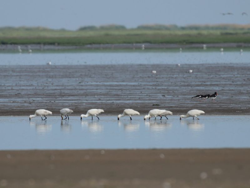 Trischen in Bildern 2021 - Vogelinsel Trischen - Perle im Nationalpark