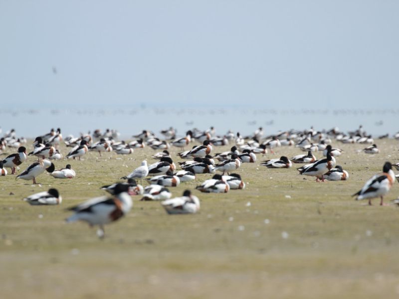 Trischen in Bildern 2021 - Vogelinsel Trischen - Perle im Nationalpark