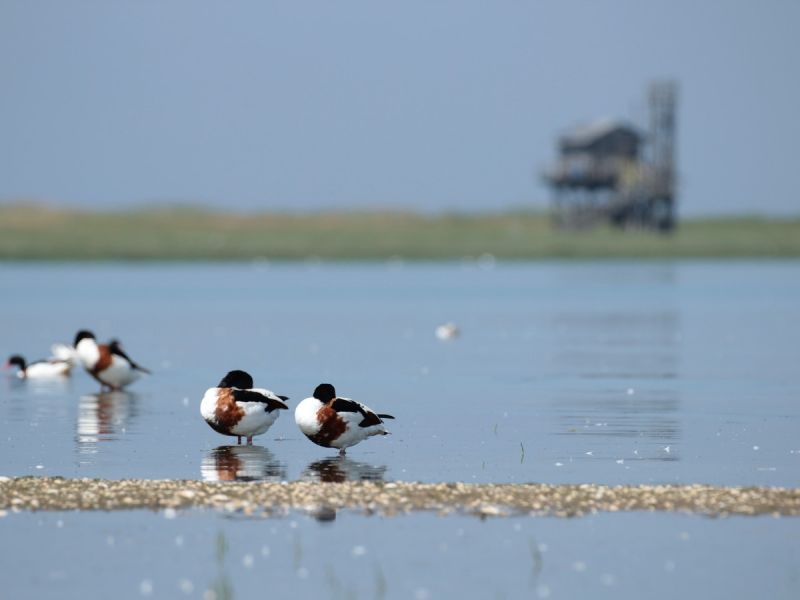 Trischen in Bildern 2021 - Vogelinsel Trischen - Perle im Nationalpark