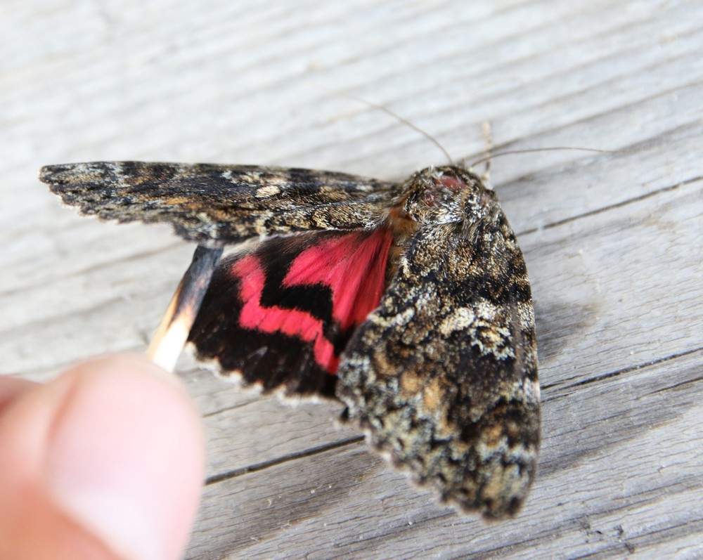 Vogelinsel Trischen - Perle im Nationalpark - Das Tagebuch des Vogelwarts.