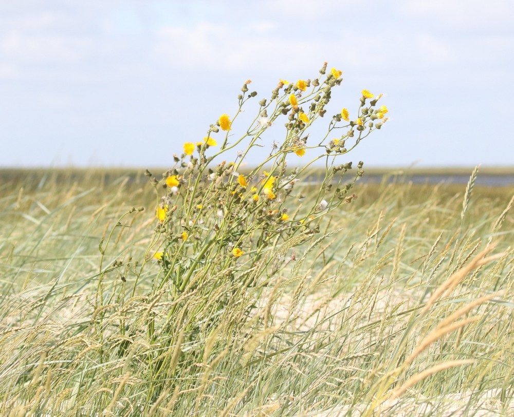 Vogelinsel Trischen - Perle im Nationalpark - Das Tagebuch des Vogelwarts.
