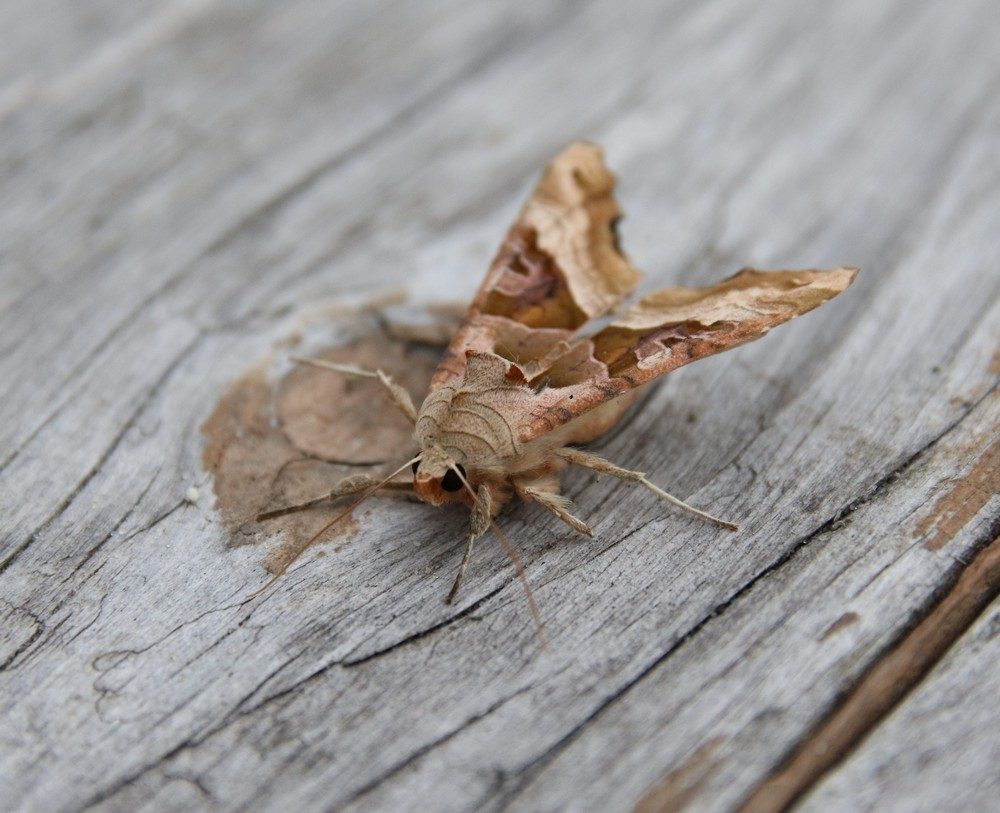 Vogelinsel Trischen - Perle im Nationalpark - Das Tagebuch des Vogelwarts.