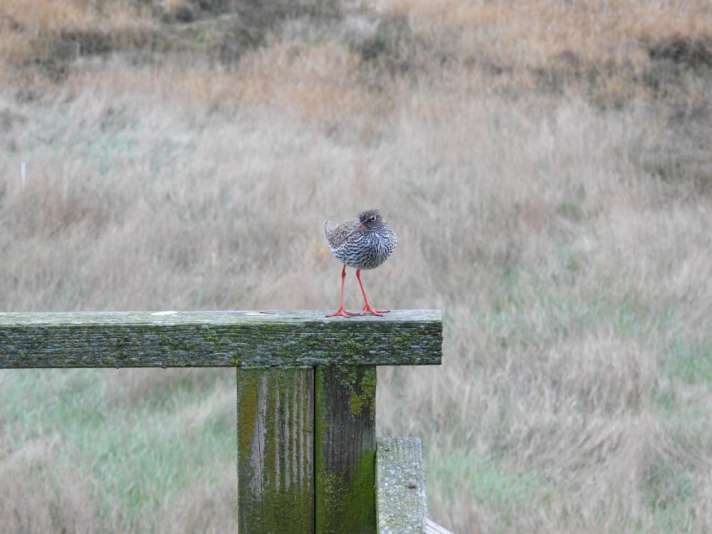 Vogelinsel Trischen - Perle im Nationalpark - Das Tagebuch des Vogelwarts.