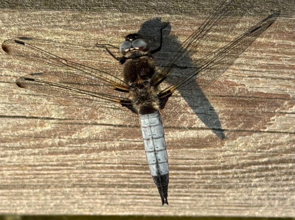 Vogelinsel Trischen - Perle im Nationalpark - Das Tagebuch des Vogelwarts.