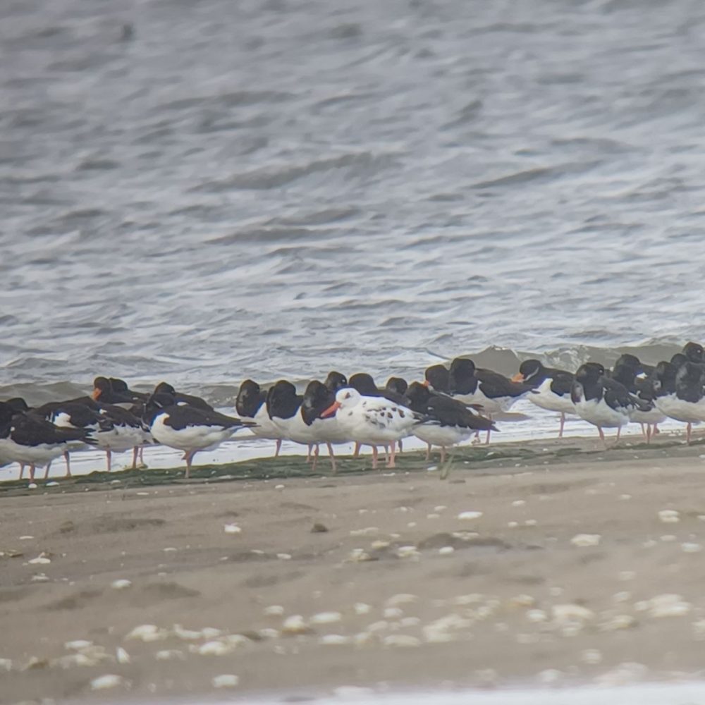 Vogelinsel Trischen - Perle im Nationalpark - Das Tagebuch des Vogelwarts.