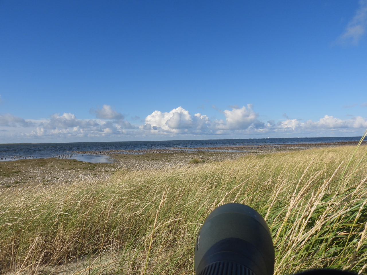Vogelinsel Trischen - Perle im Nationalpark - Das Tagebuch des Vogelwarts.
