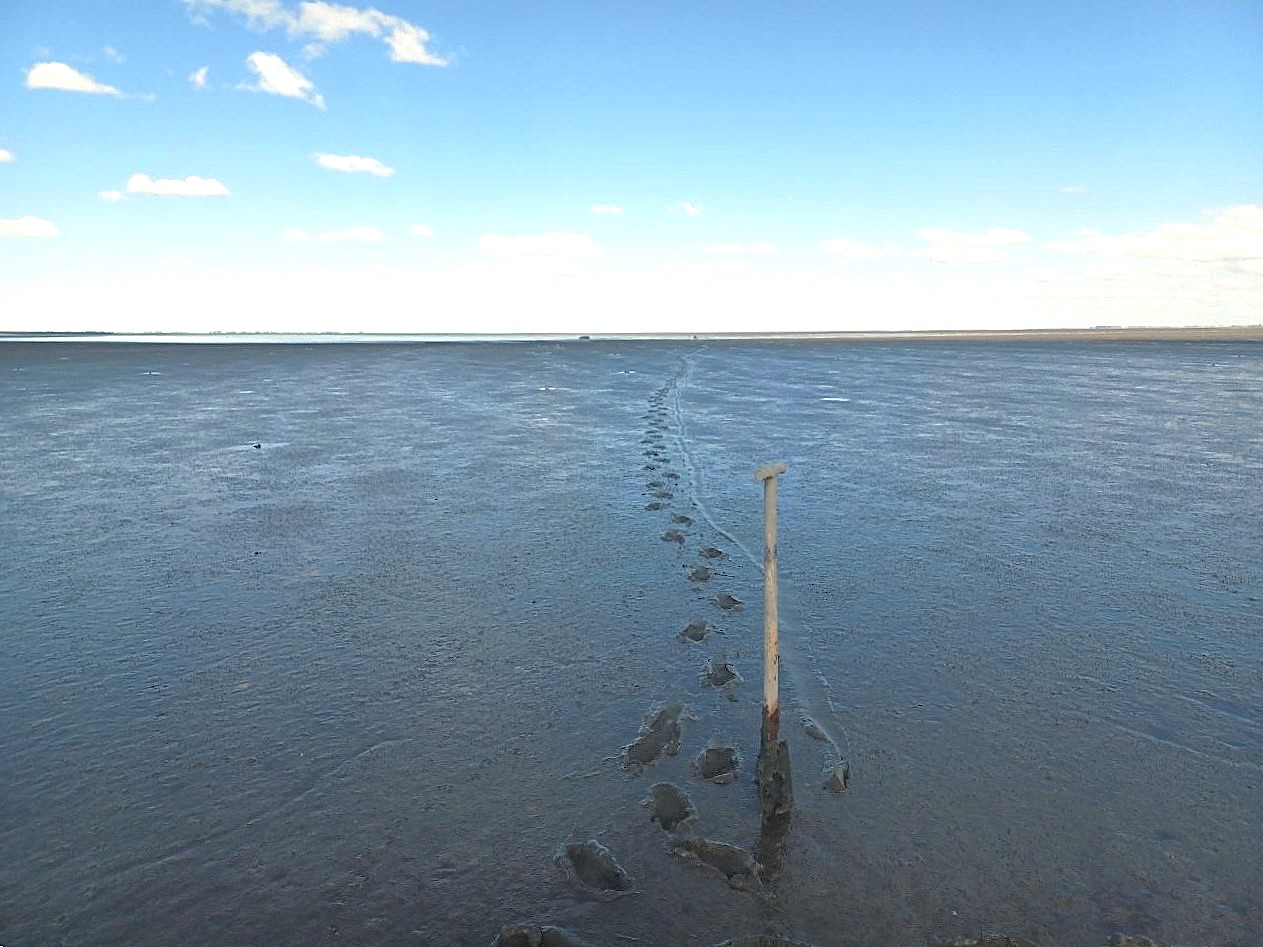Vogelinsel Trischen - Perle im Nationalpark - Das Tagebuch des Vogelwarts.