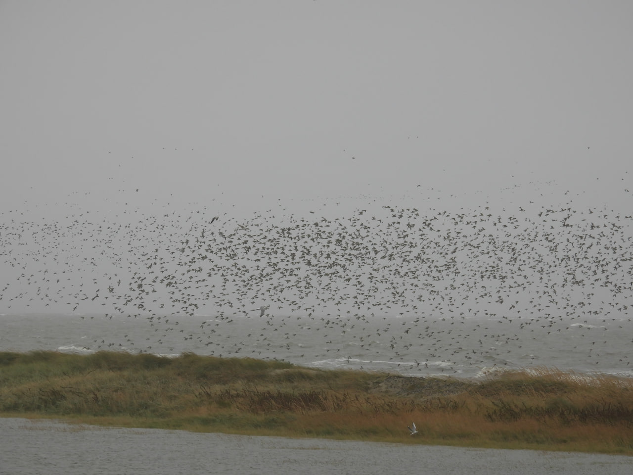 Vogelinsel Trischen - Perle im Nationalpark - Das Tagebuch des Vogelwarts.