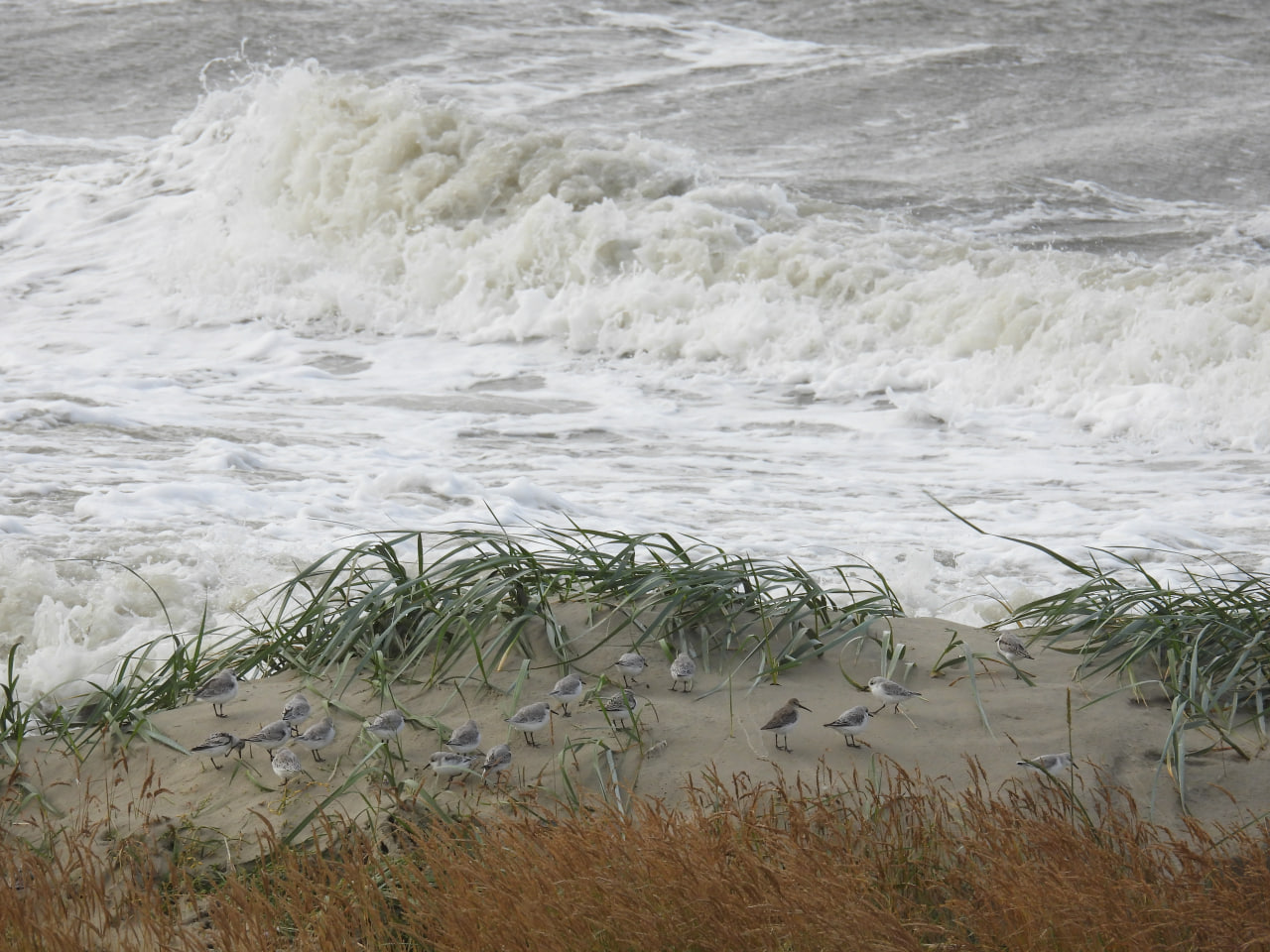 Vogelinsel Trischen - Perle im Nationalpark - Das Tagebuch des Vogelwarts.