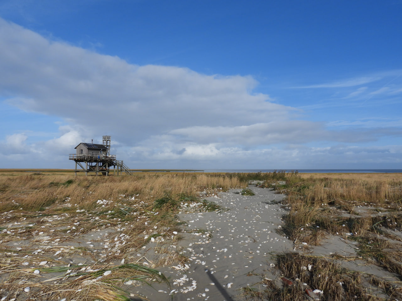 Vogelinsel Trischen - Perle im Nationalpark - Das Tagebuch des Vogelwarts.
